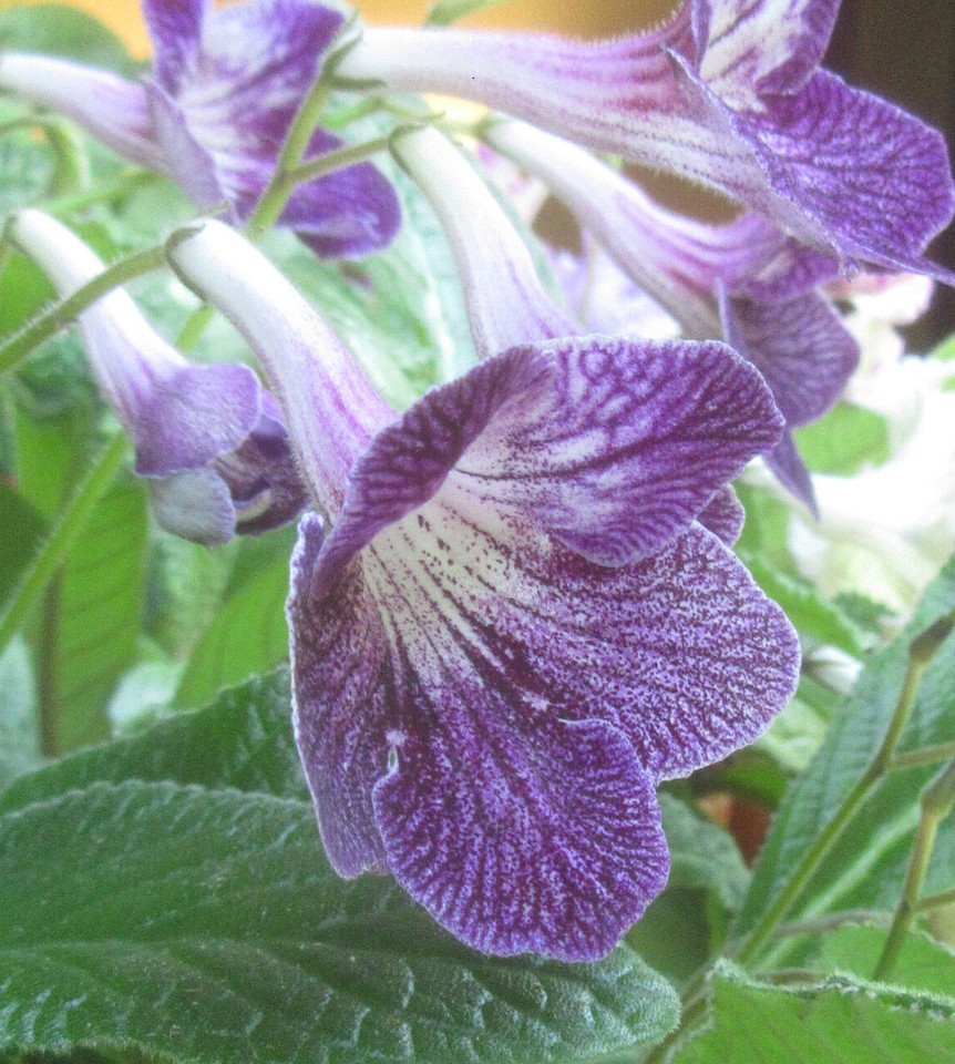 Streptocarpus 100+ Cape Primrose : Mixed Colours and Forms | eBay