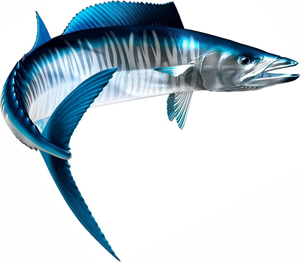 Wahoo Beautiful Vinyl Sticker Fish Decals for Boat Car Vehicle Truck ...