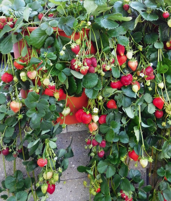 Extra fertile Strawberry Plant "Cascade"- 3plants ready for 2023 season | eBay