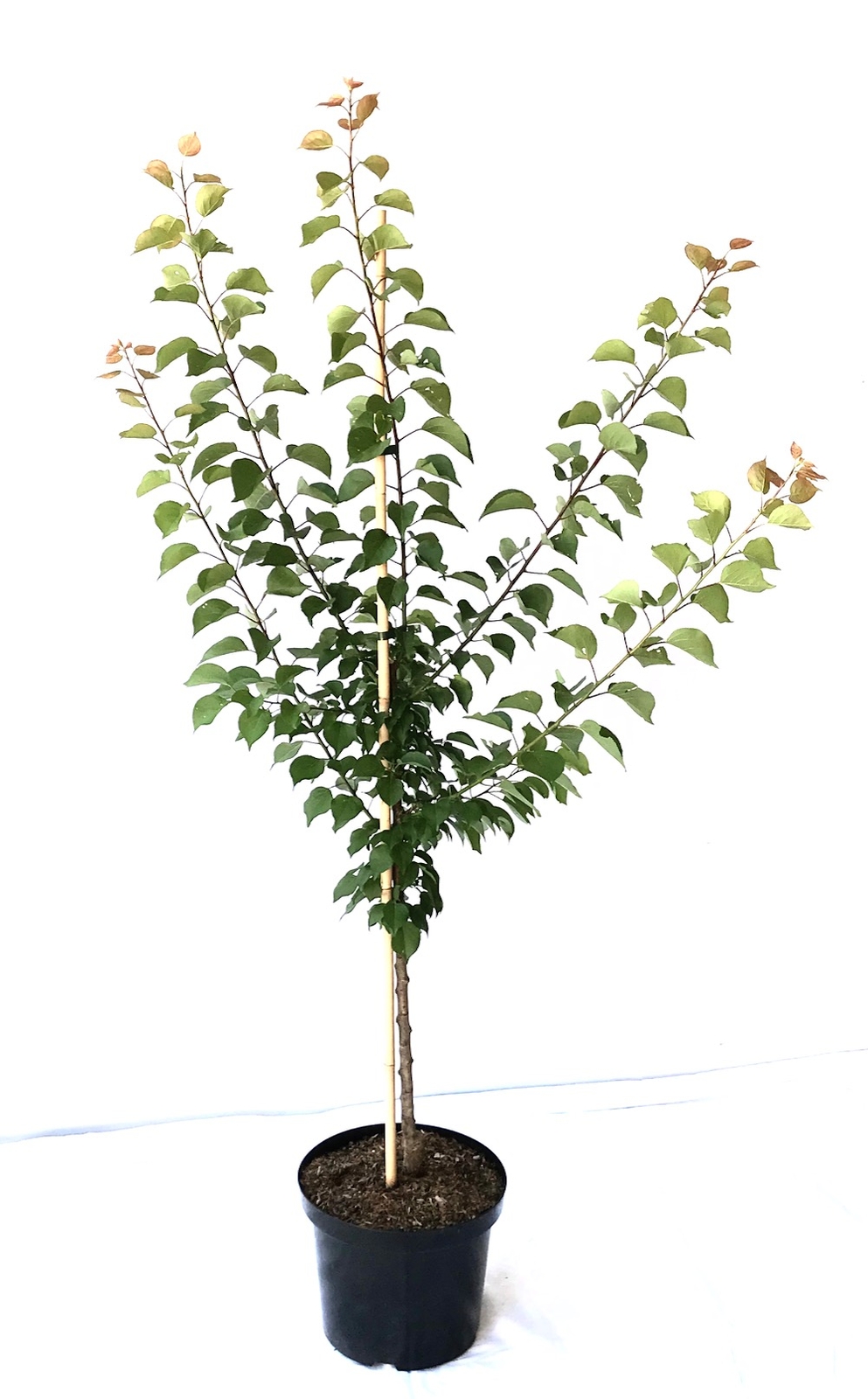 Ungarische Beste Aprikosenbaum aromat. Aprikose sehr frosth. Buschbaum ...
