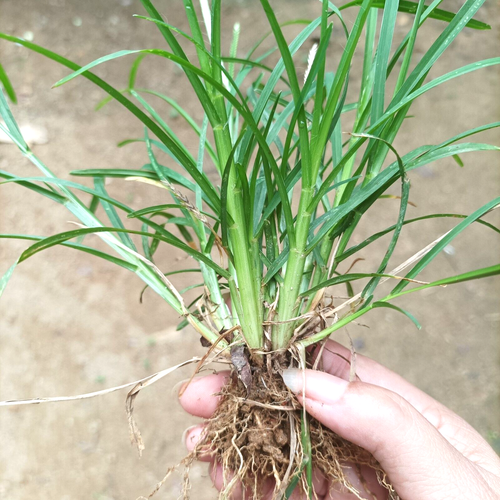 Ayurvedic Dry Paragis Plant 2oz Eleusine Indica Goosegrass Family ...