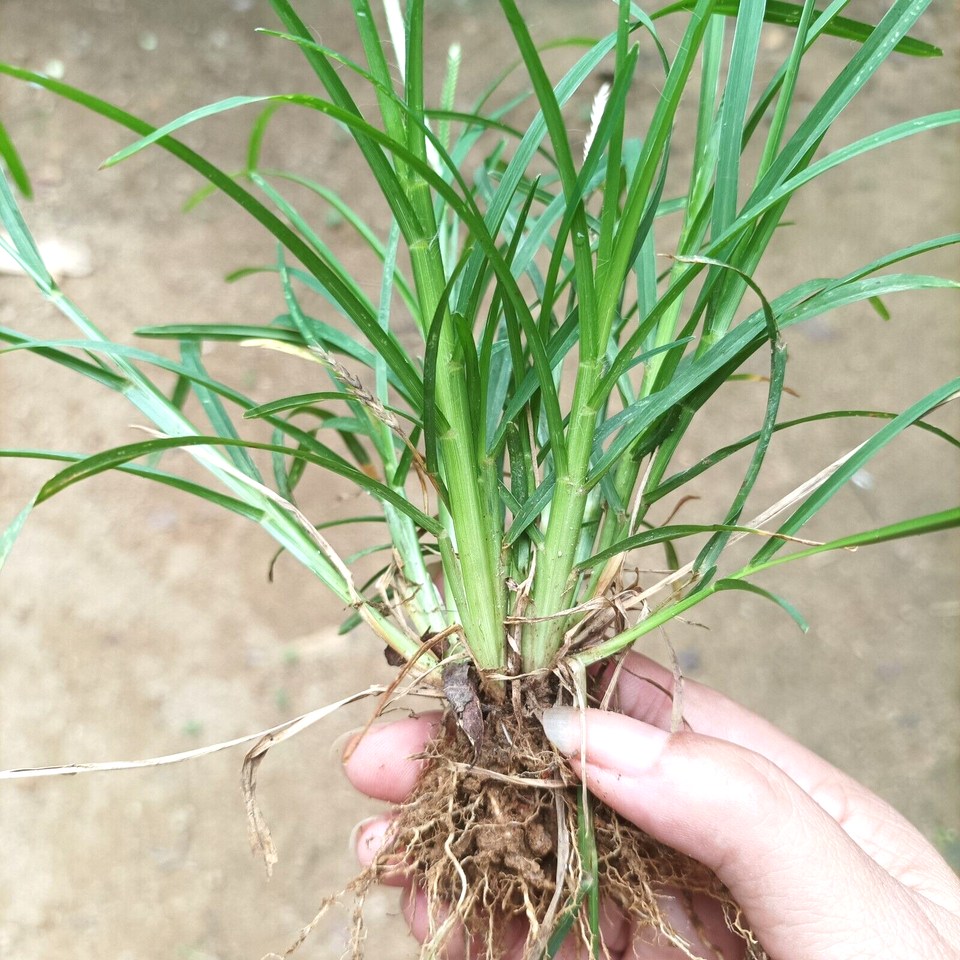 Ayurvedic Dry Paragis Plant 2oz Eleusine Indica Goosegrass Family ...