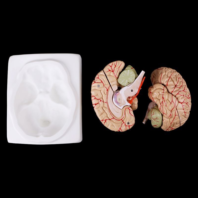 Disassembled Anatomical Human Brain Model Anatomy Teaching Tool | eBay