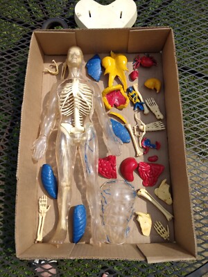 vintage plastic human anatomy model | eBay