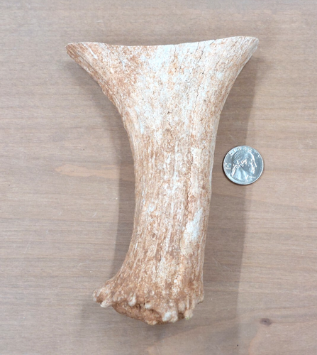 natural real moose antler crafts handle carving antlers bone shed ...