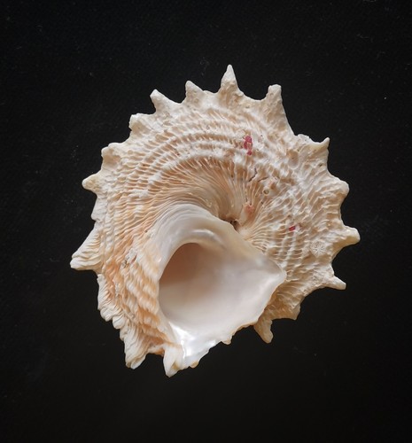 sea shell Astraea phoebia, 62.3mm | eBay