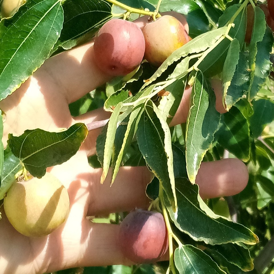 T601A (2) Honey Jar Jujube Tree 8"Thin Cutting Graft ScionWood/Scion ...