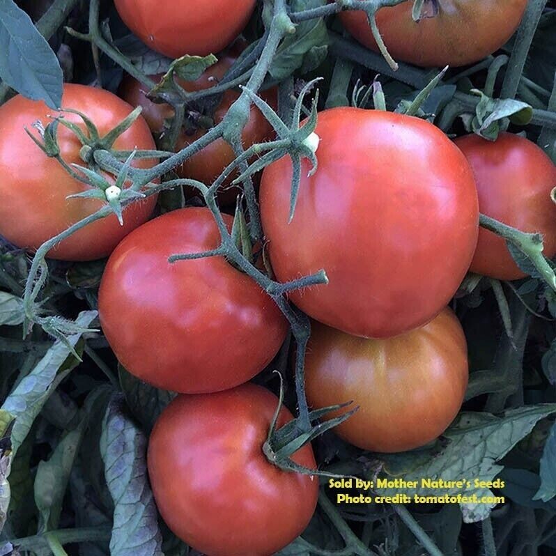 Tomato DWARF RAINBOW MIX Assorted Organic Container Gardening Non-GMO ...