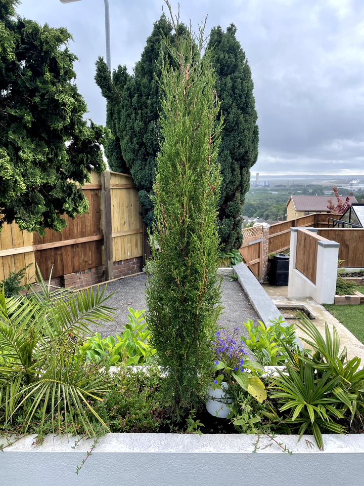 4 X ITALIAN CYPRESS Trees Approx 15cm Cupressus | eBay UK
