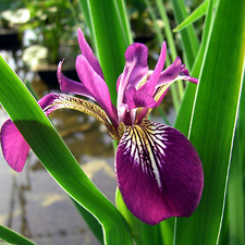 Lincolnshire Pond Plants | eBay UK Stores