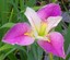 Live Colorific Bi-Color Louisiana Iris Aquatic Plant | eBay