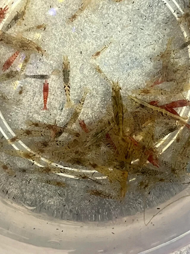 Neocaridina shrimp 10 + 2 Free Mixed Culls + 30 inches guppy Grass | eBay