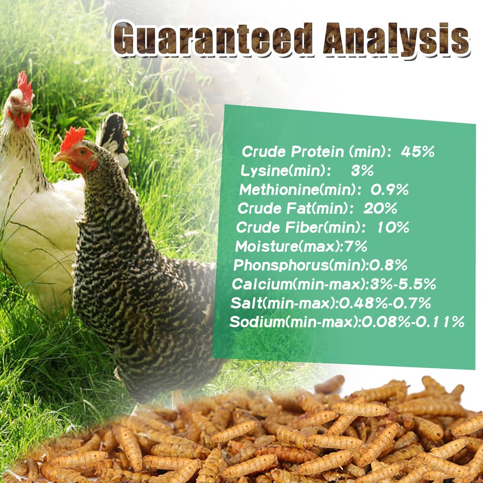 Dried Black Soldier Fly Larvae Chickens Feed Birds Treats Natural Food ...