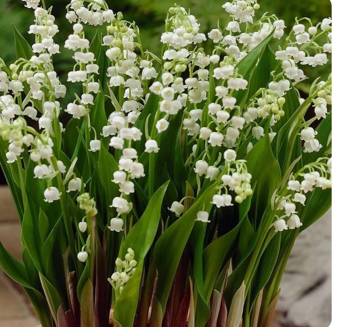 25 Heirloom Lily of the Valley Plants Perennial Bare Roots Pips | eBay