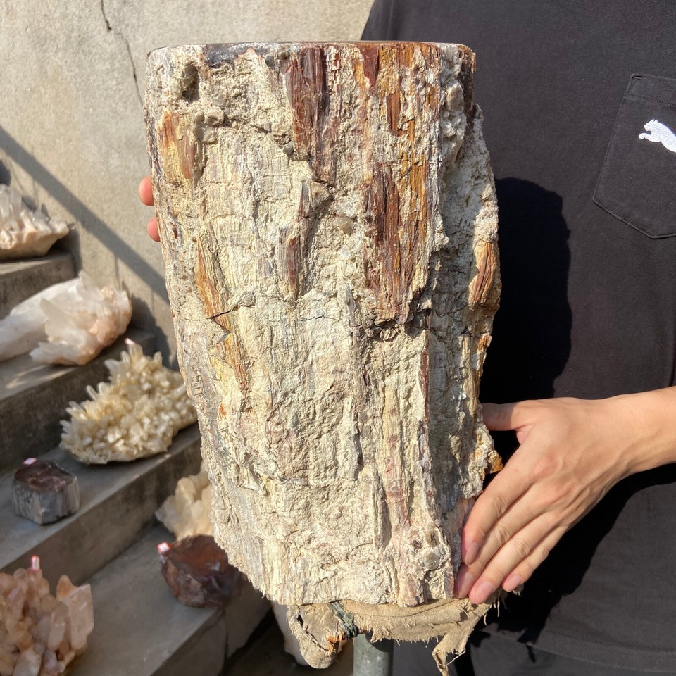 44.3lb Natural petrified wood Rough Silicified wood mineral specimen ...
