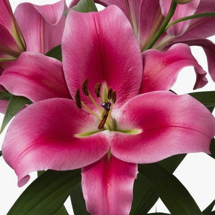 DALIAN TREE LILY FLOWER BULBS HARDY 4-8 FT. TALL GIANT FRAGRANT BLOOMS ...