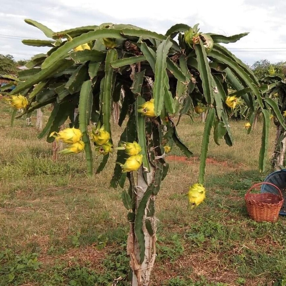 Dragon Fruit Yellow Pitaya Israeli Golden Isis Gold Live Cutting Type ...
