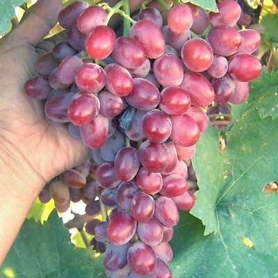 T110A Lot 4 Crimson Vine Cuttings Large Red Seedless Table Grape Raisin ...
