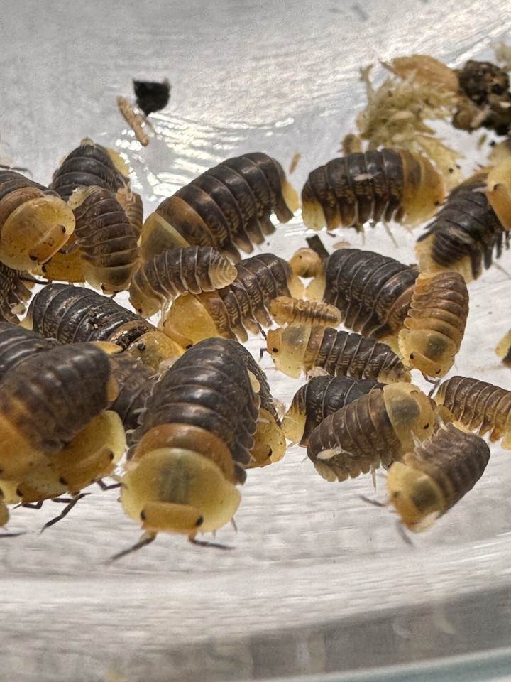 12+ Cubaris Rubber Ducky Isopods~Bioactive CUC~Rare Isopod~LAG | eBay