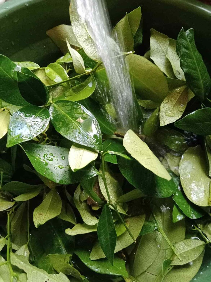 Powder Leaf Ceylanica AtalantiaYaki Naran Natural Herbal Wild Lemon 100 ...