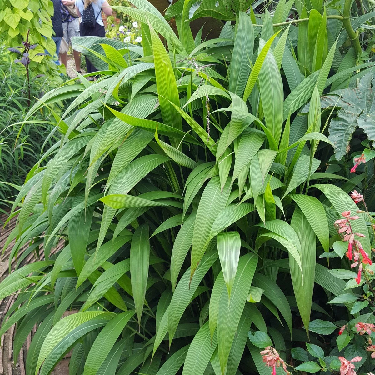 Setaria Palmifolia