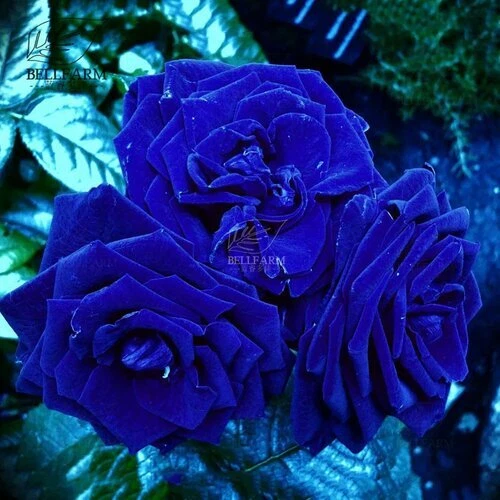 Amazing Blue Roses