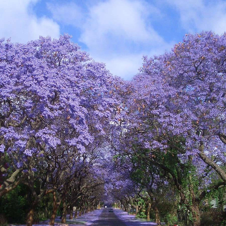 Jacaranda Tree Growing Zone