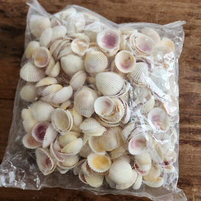 4lb Pacific Yellow Cockles Shell - Beach Shells - Bulk Shells ...