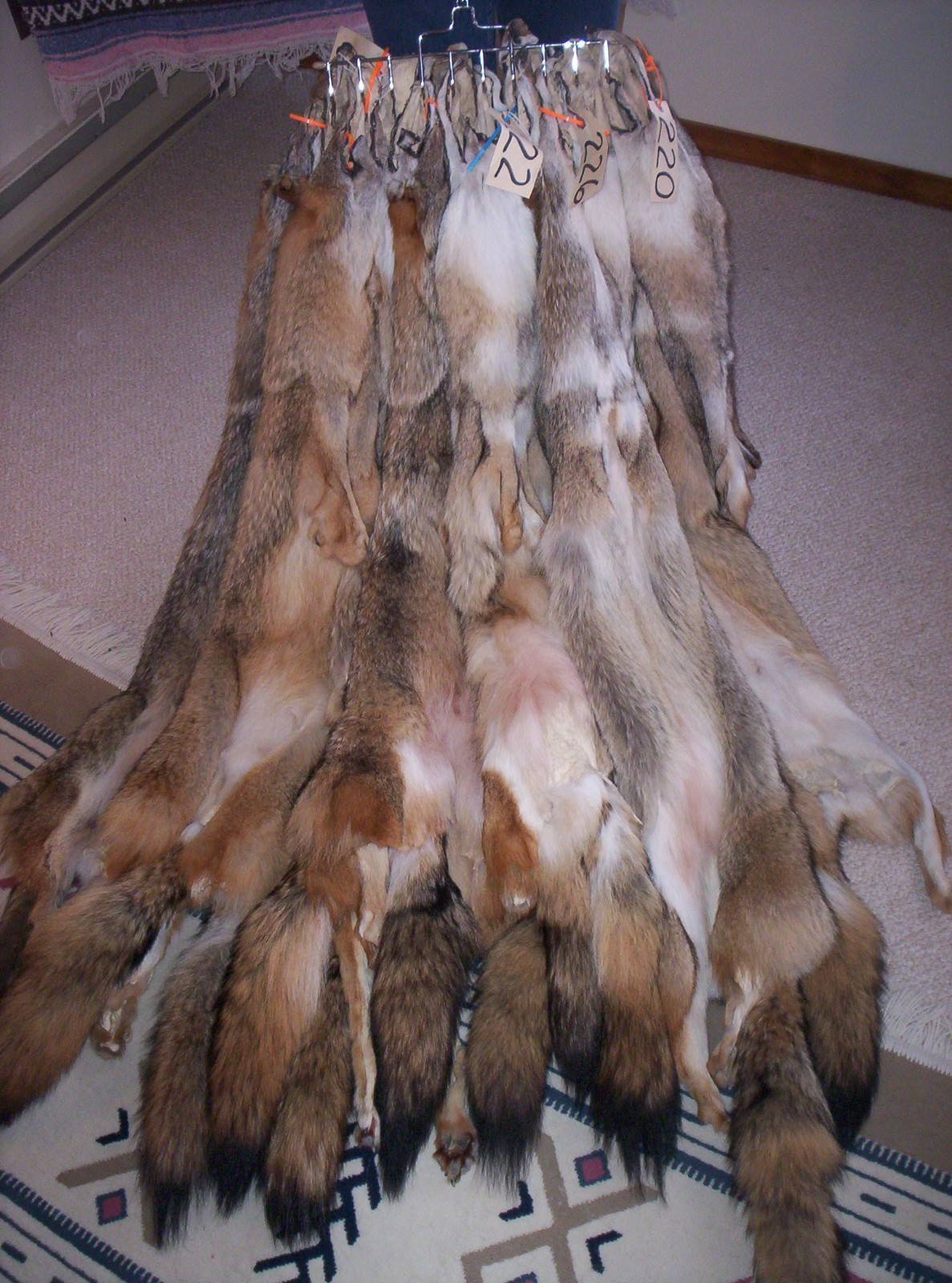 FURS HIDES PELTS TANNED FUR HIDE PELT / CABIN DECOR / COYOTE / BLACK ...