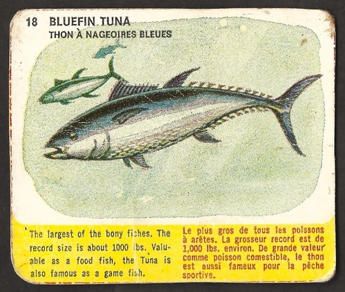 1966 BLUEFIN TUNA FISH Card KELLOGG’S Cereal CARD Canada CREATURES OF ...