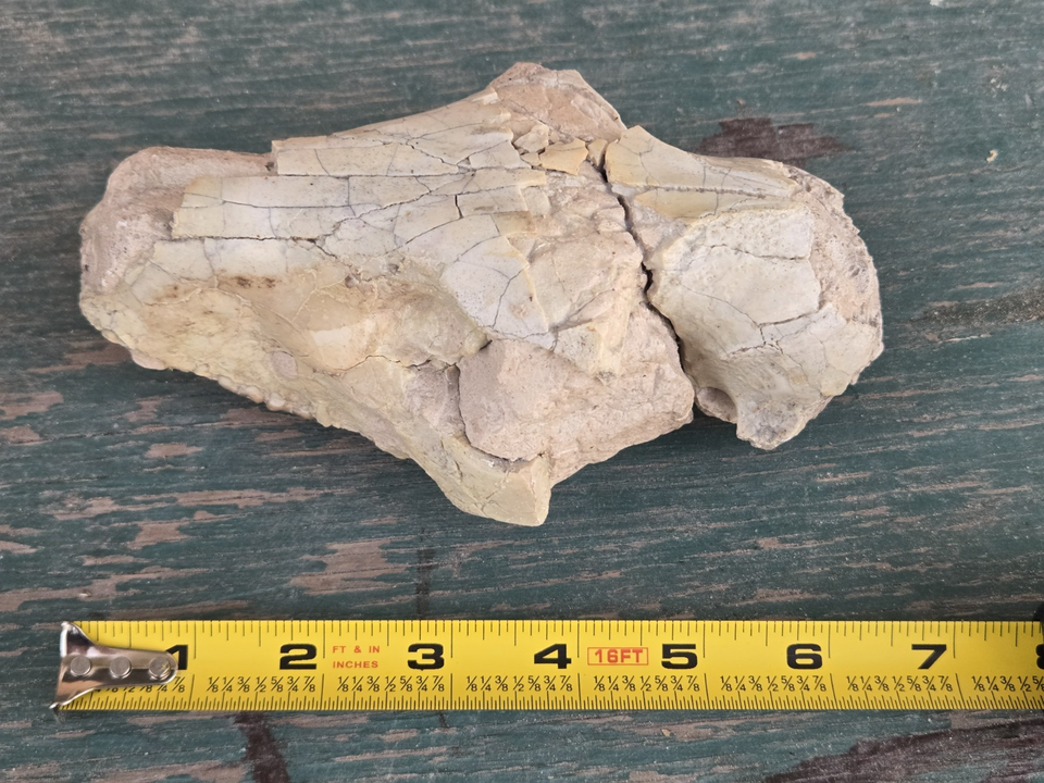 Oreodont upper skull w/ teeth continued prep needed fun project | eBay