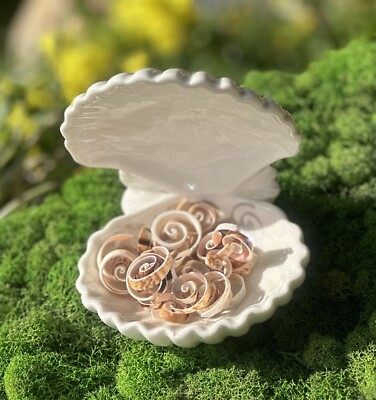 Wholesale Bulk Lot 100 Strombus Luhuanus Swirl Cut Crafting Shells | eBay