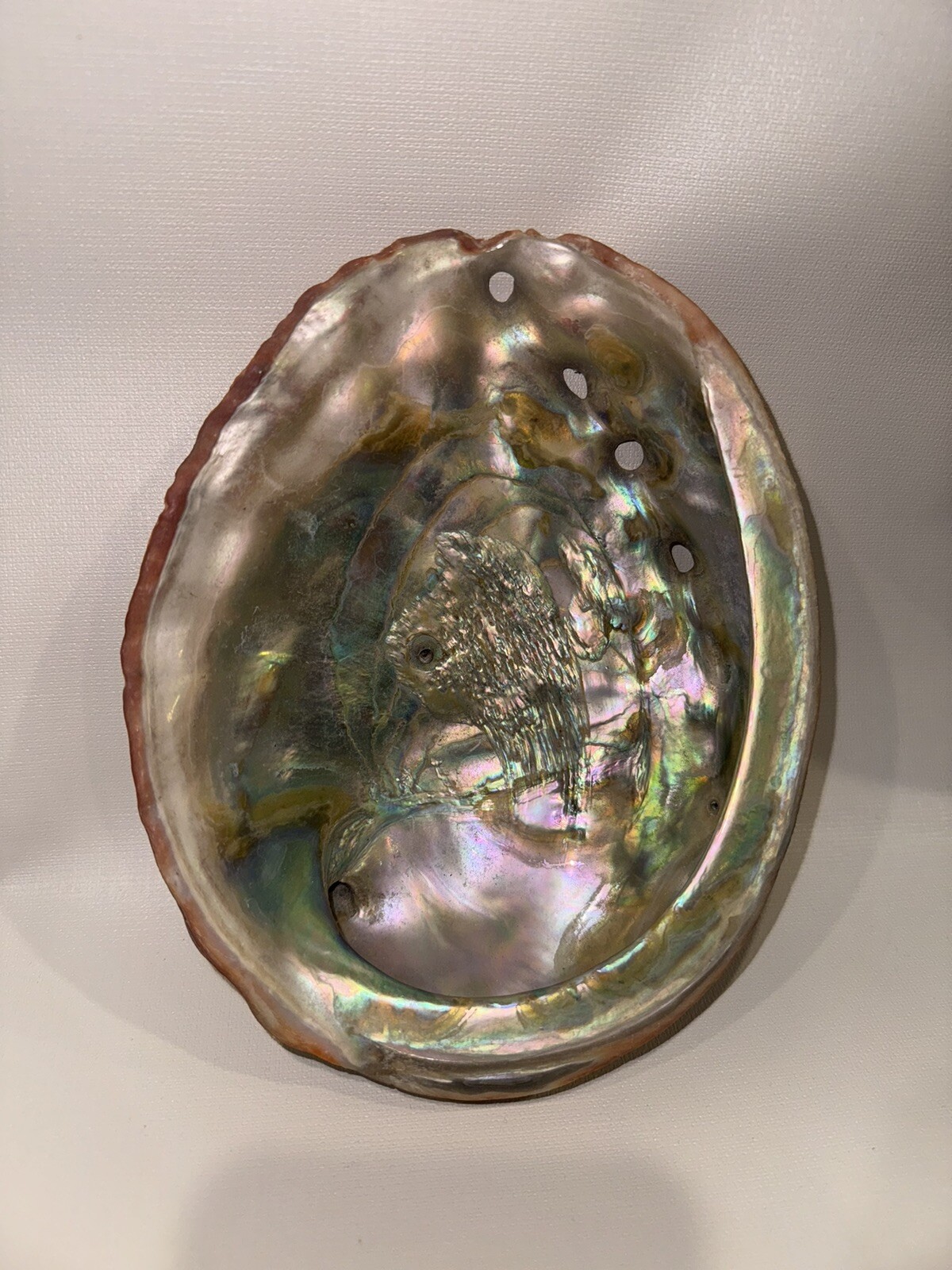 Large Red Abalone Haliotis Rufescens Shell - Mother of Pearl - 7" x 6 ...