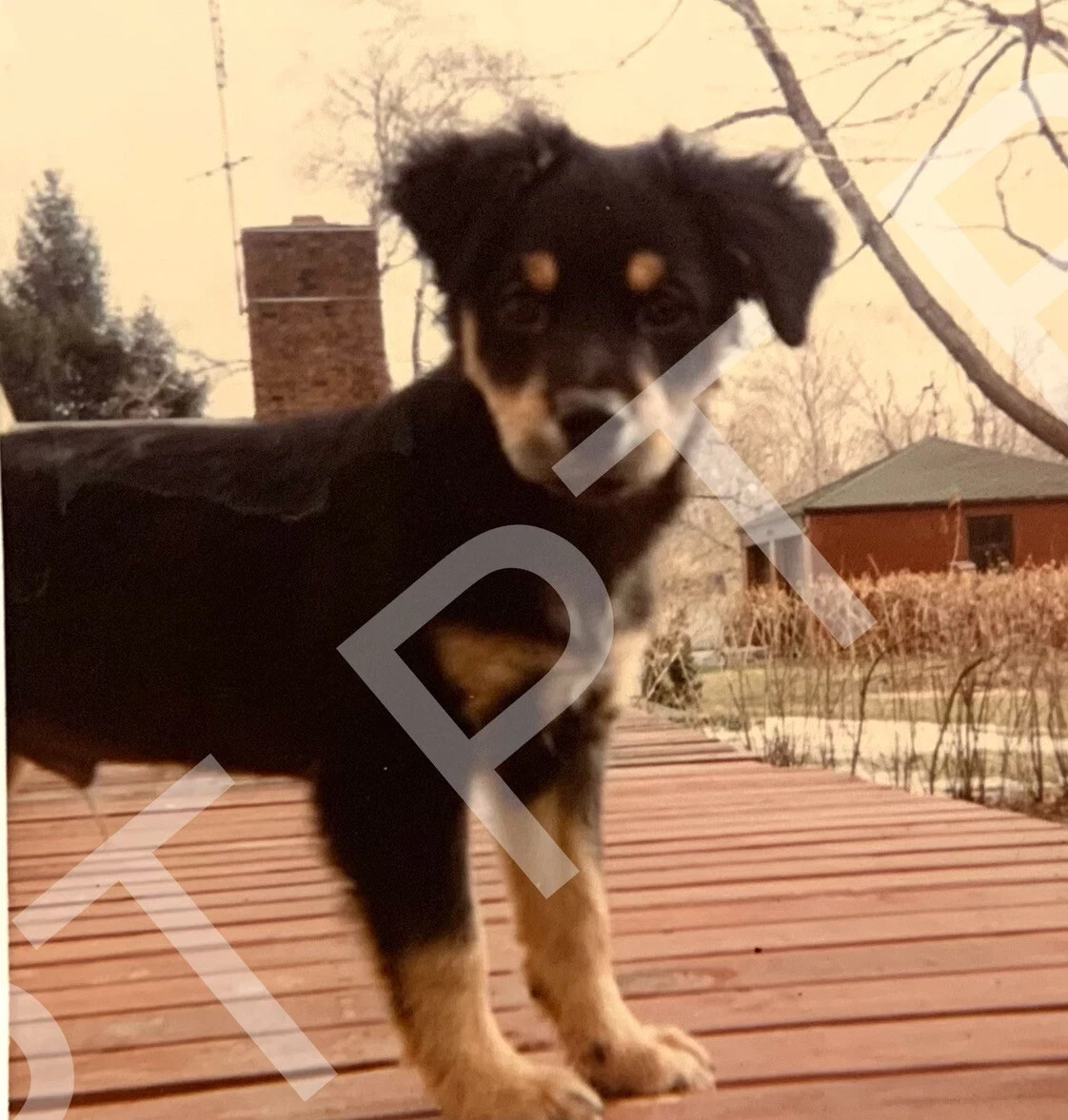 Australian Shepherd Rottweiler Border Collie Mix