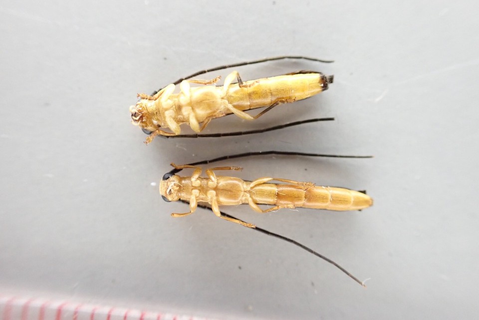 j93255. Insects, butterflies: Cerambycidae sp. South Vietnam. Lam Dong ...
