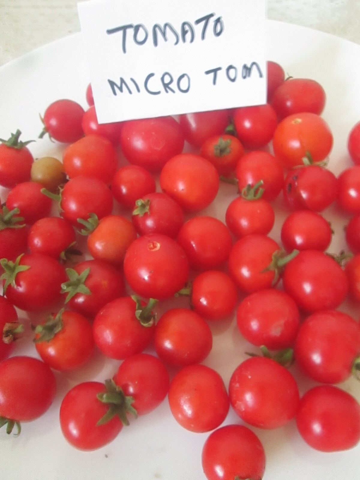 TOMATO MICRO TOM - 35 SEEDS | eBay UK