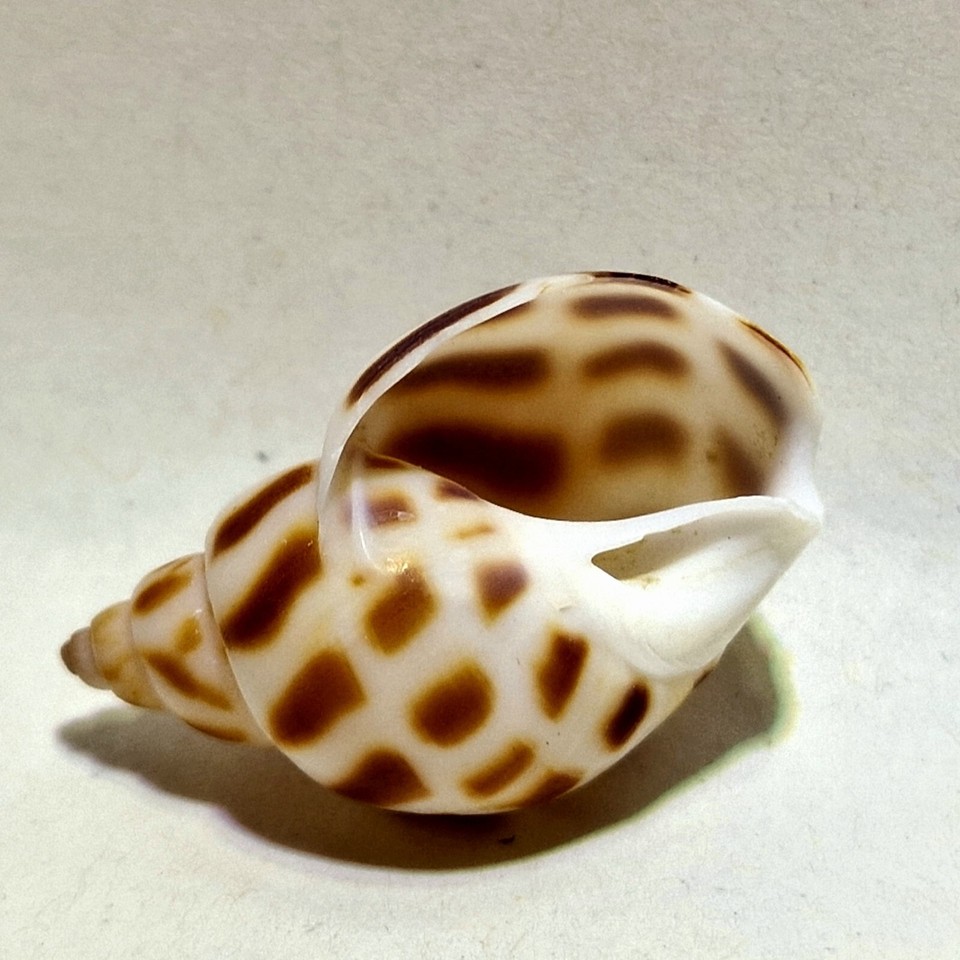 10x Spare empty shells seashells for hermit crabs - see pics for size ...