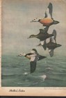 1947 STELLERS EIDER SPORTING HUNT DUCK BIRD ANGUS H SHORTT ARTIST AD ...