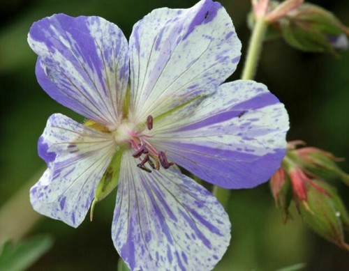 Pack x 12 'Splish Splash' Geranium Pratense Striatum Hardy Cranesbill ...