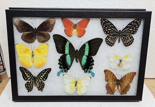 Real framed Butterfly collection #7 | eBay
