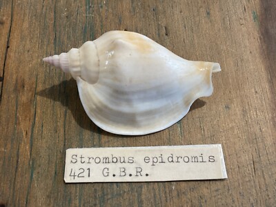 Strombus Epidromis - Strombidae Shell from Australia - with Operculum ...