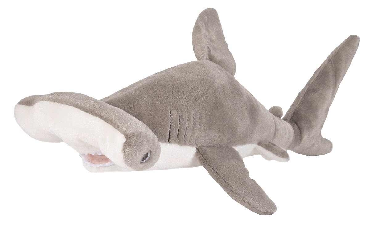 Hammerhead Shark | eBay UK