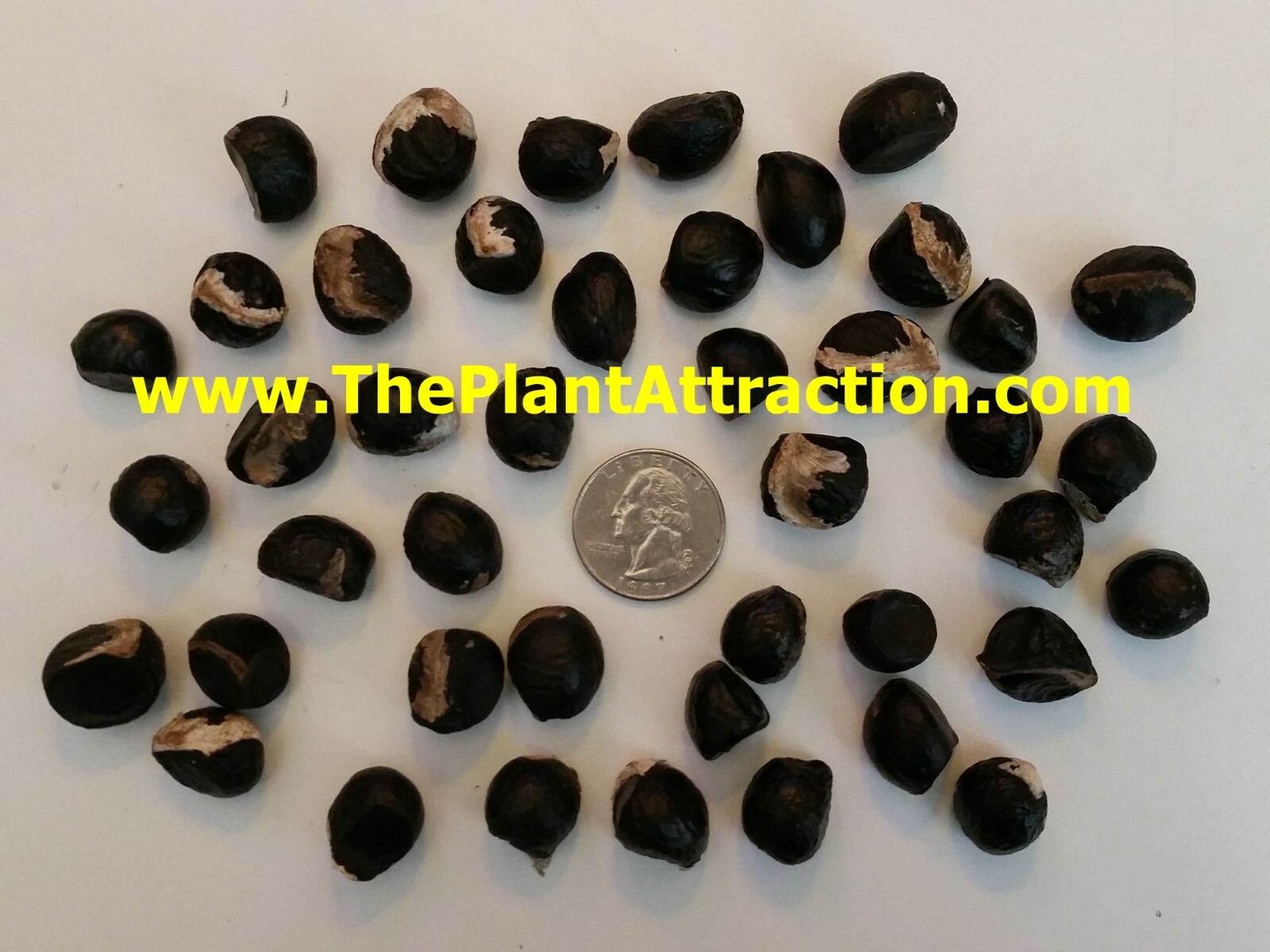 Calodendrum Capense Tree Seeds, Useful African Cape Fragrant Flower ...