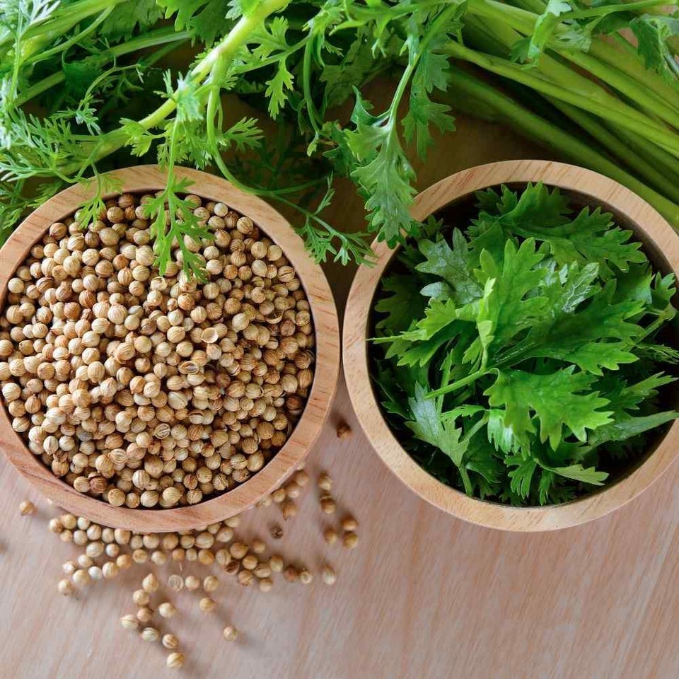 500+ Culantro Seeds, Long Coriander / Culantro (Eryngium foetidum ...