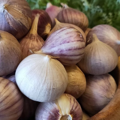 Wild Single Clove, Solo, Monobulb Garlic, Allium Sativum - Medicinal ...
