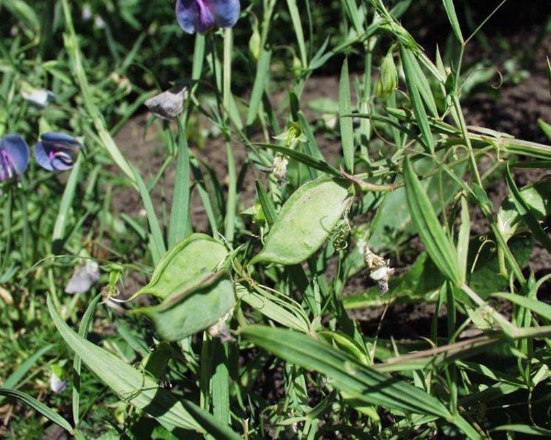 Cicerchia, Bean, aka tooth bean chickling vetch grass pea, Heirloom ...