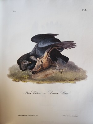 Plate 3. Black Vulture or Carrion Crow. AUDUBON PRINT REPRODUCTION ...