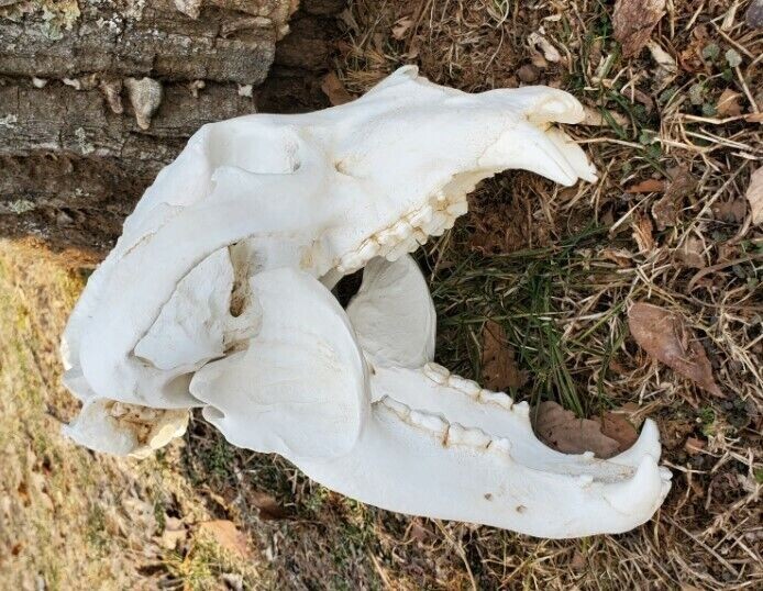 Huge black beast skull taxidermy plastic cast REPLICA | eBay