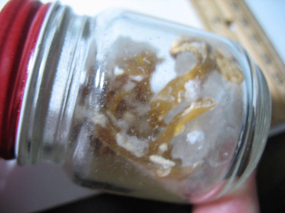 Al Foss Pork Rind jar old fishing lure | eBay