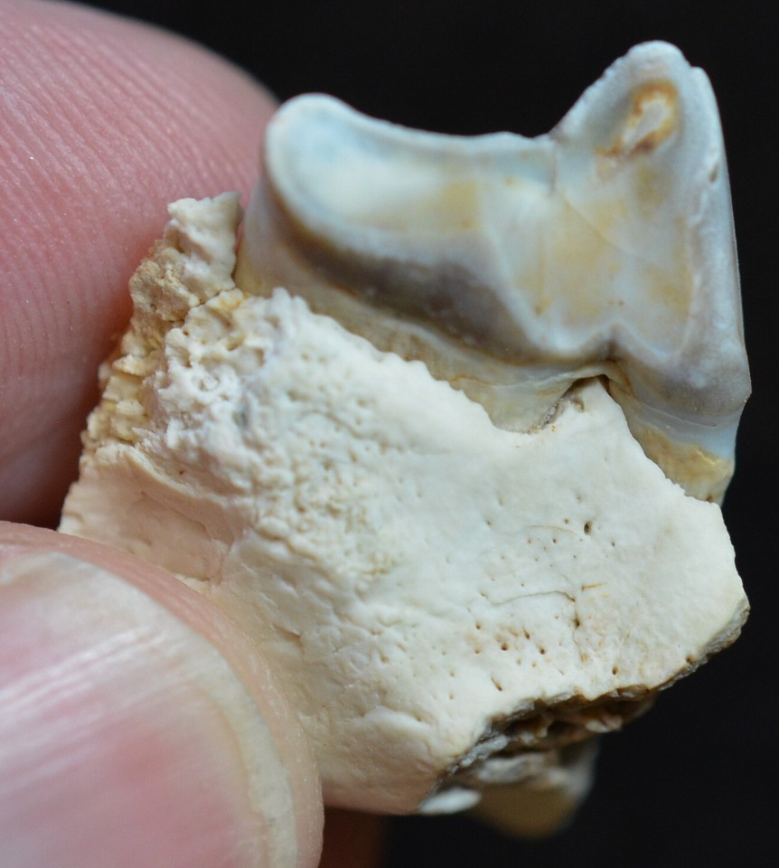 Rare Large Dog Associated Teeth, Daphoenus felinus, Fossils, Oligocene ...